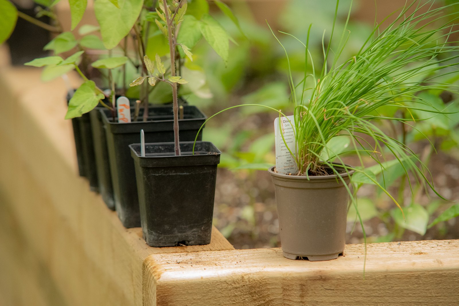 The rules of FoWCoS – Friends of Wray Crescent